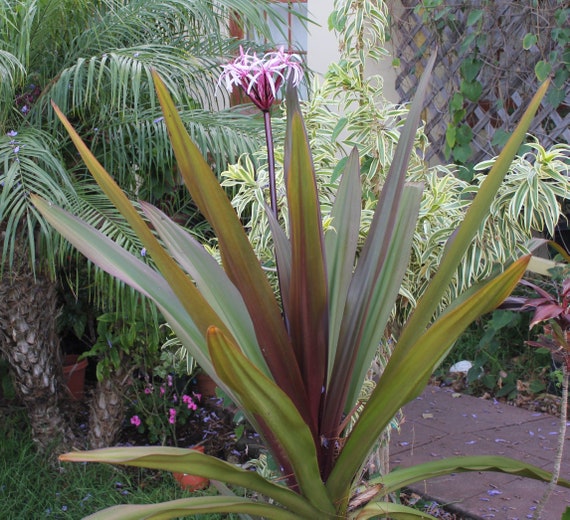 Queen Emma Lily crinum Augustum - Etsy