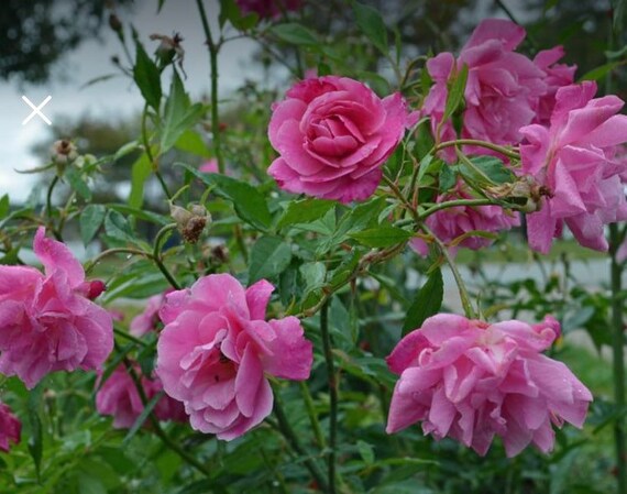 Gardening & Plants Floral & Garden Crafts Home & Hobby Old Blush ...