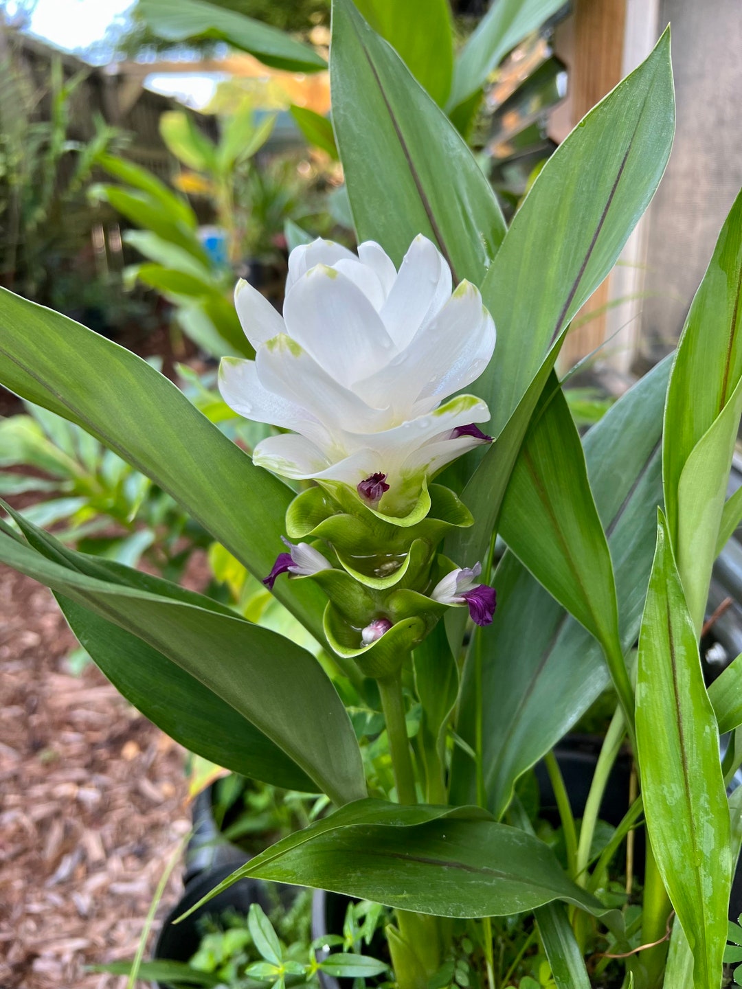 Pure White Jasmine Curcuma With Purple Flower - One Rhizome/plant - Etsy