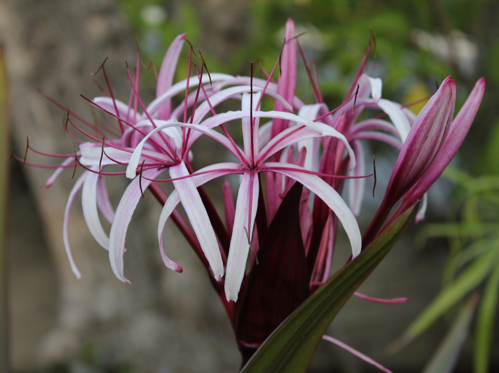 Queen Emma Lily crinum Augustum - Etsy