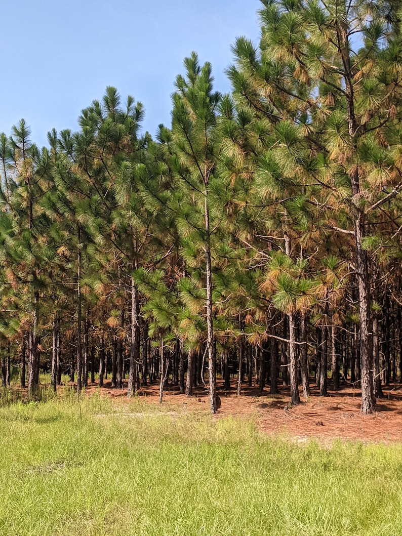 1 Pound South Georgia Pine Needle/straw Slightly Glycerin | Etsy