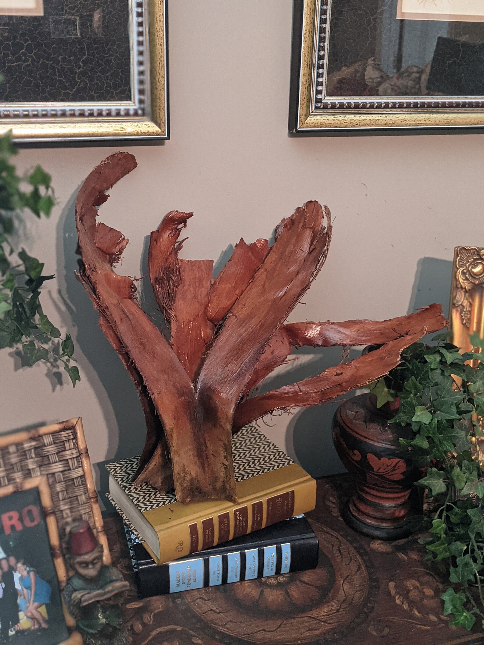 Palm Tree Bark/husk...not for Isopods - Etsy