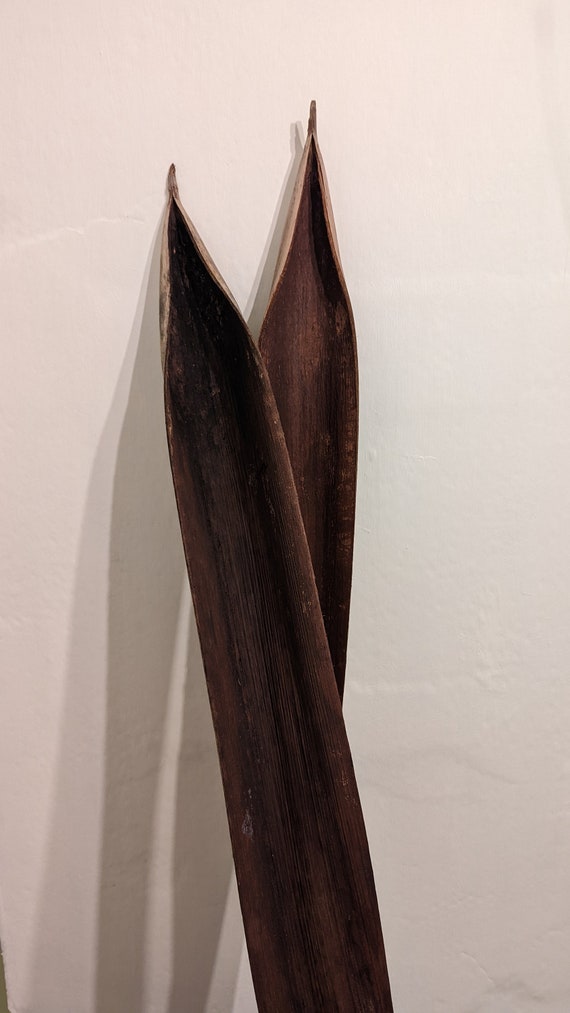 Palm Tree Seed Pod - Etsy