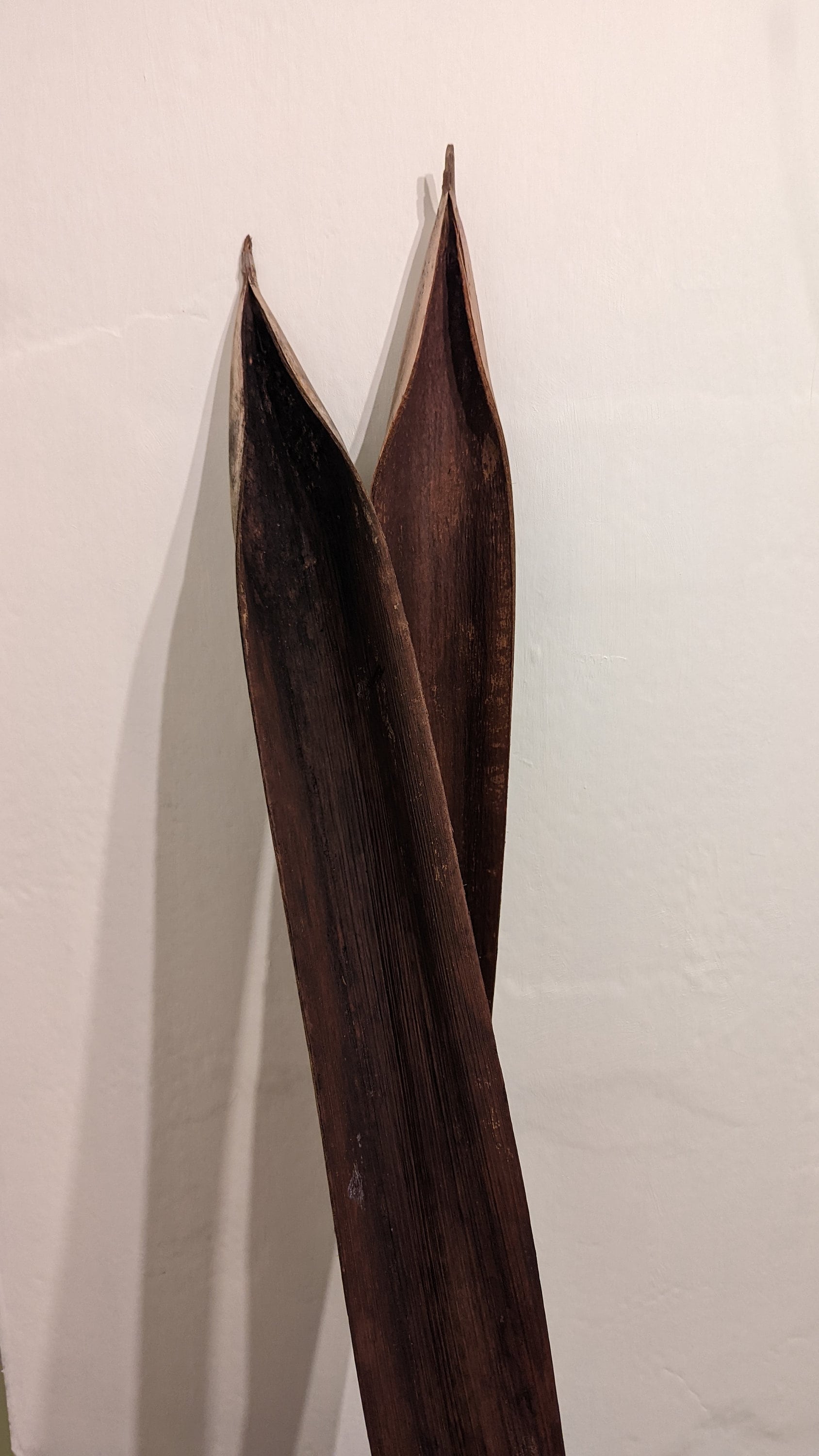 Palm Tree Seed Pod - Etsy