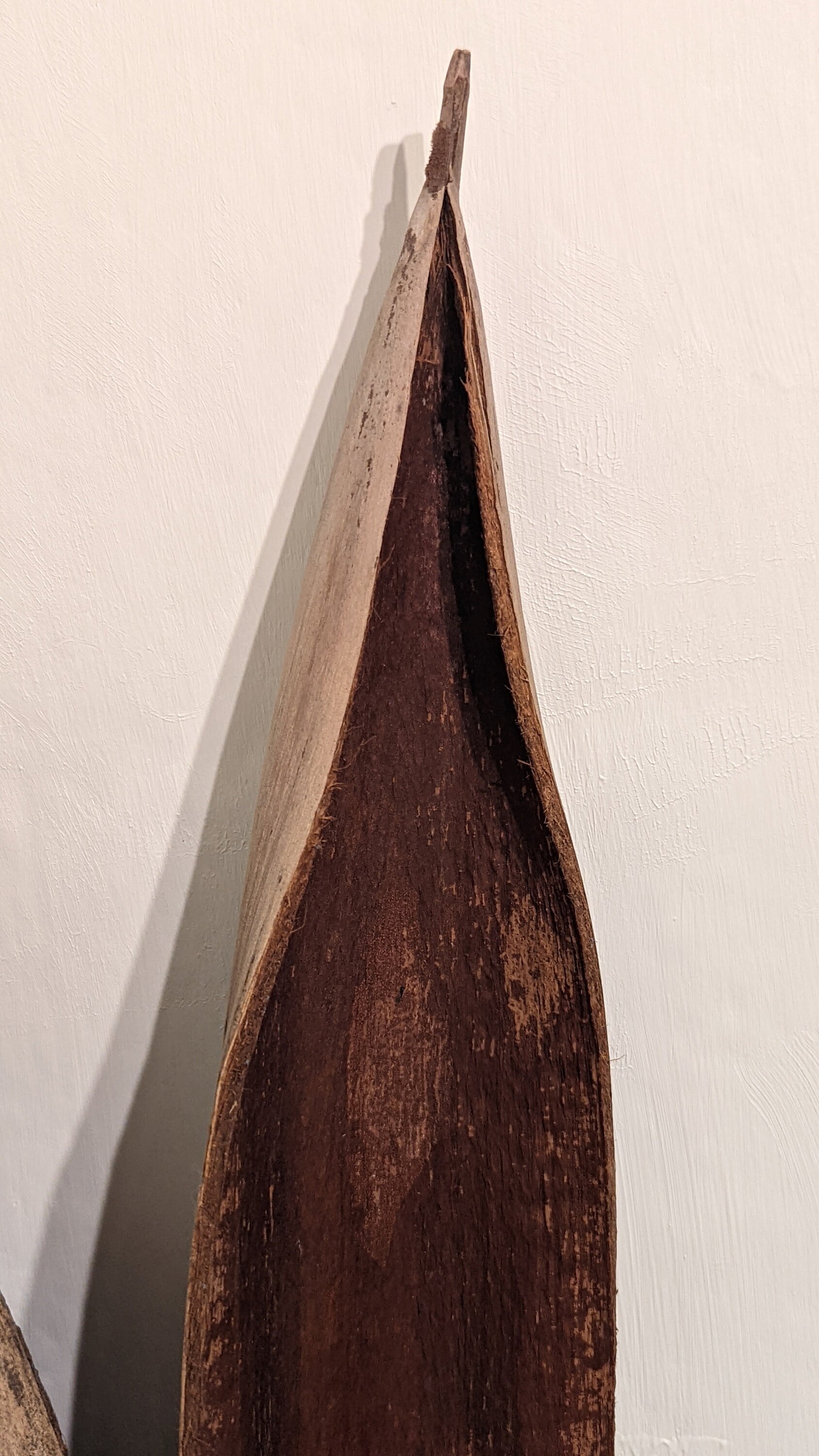 Palm Tree Seed Pod - Etsy