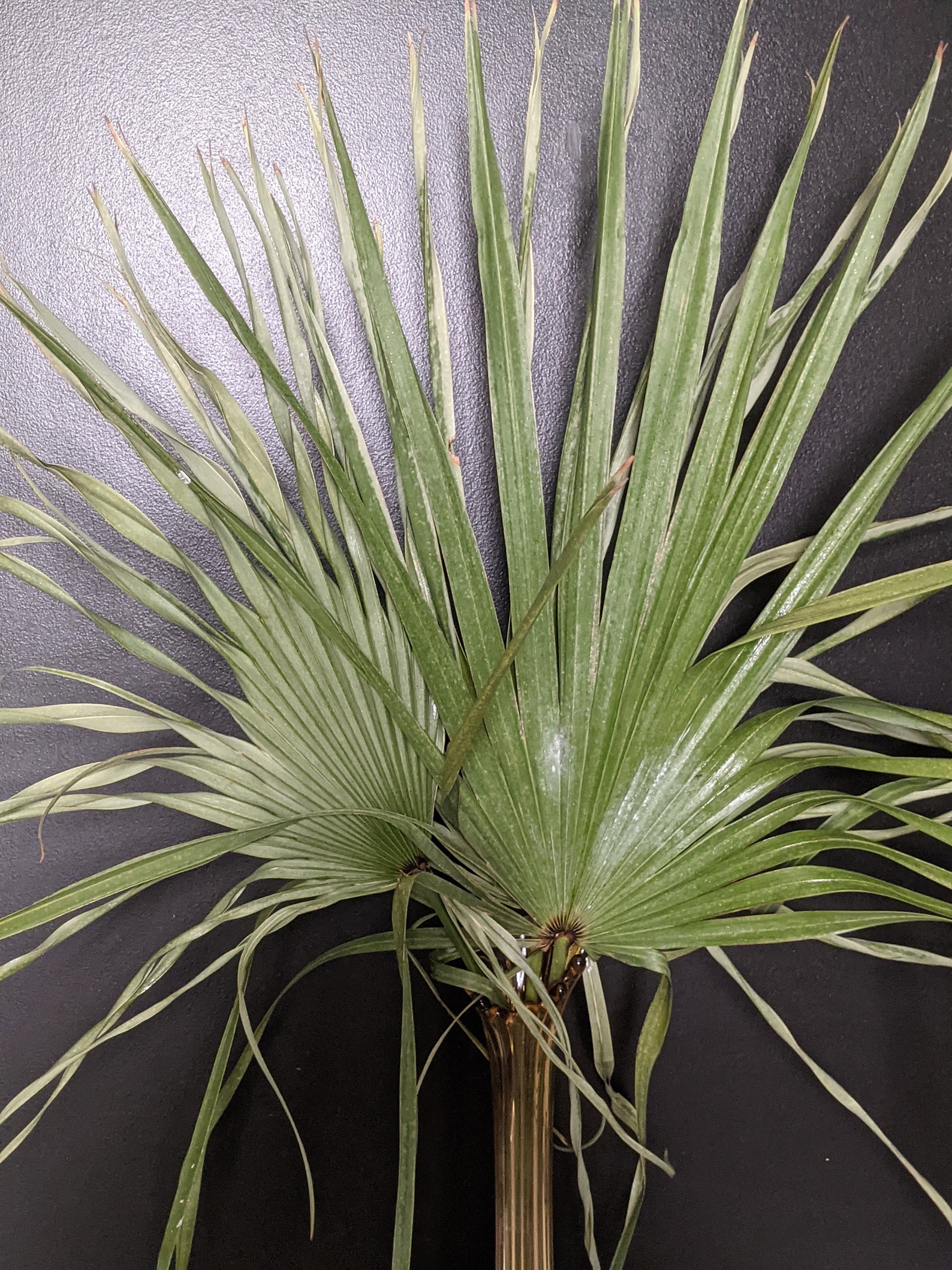 3 Dried Cut Palmetto Leaves | Etsy