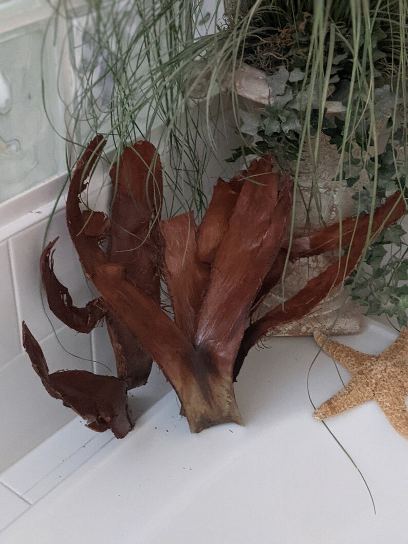 Palm Tree Bark/husk...not for Isopods - Etsy