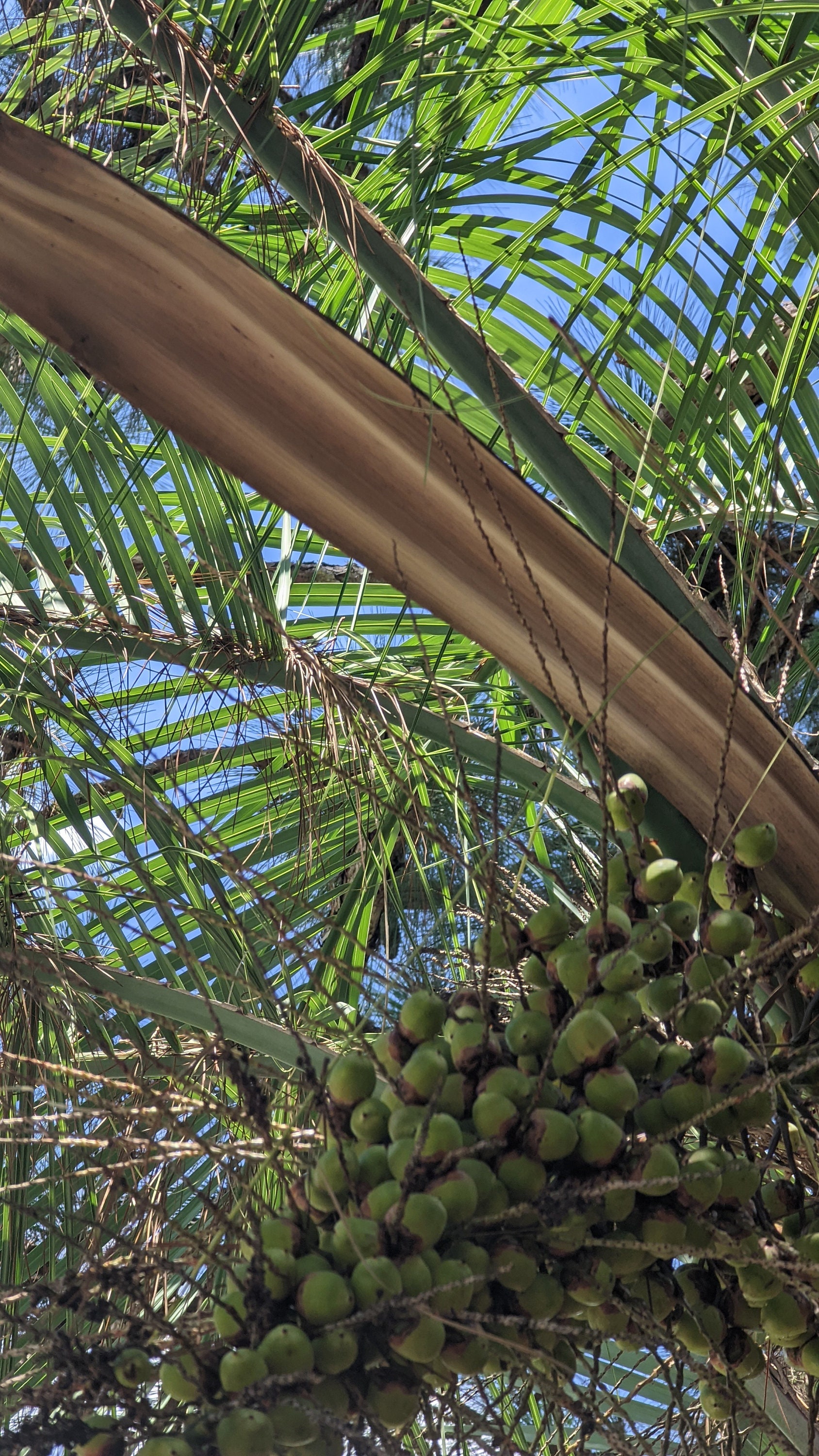 Palm Tree Seed Pod - Etsy