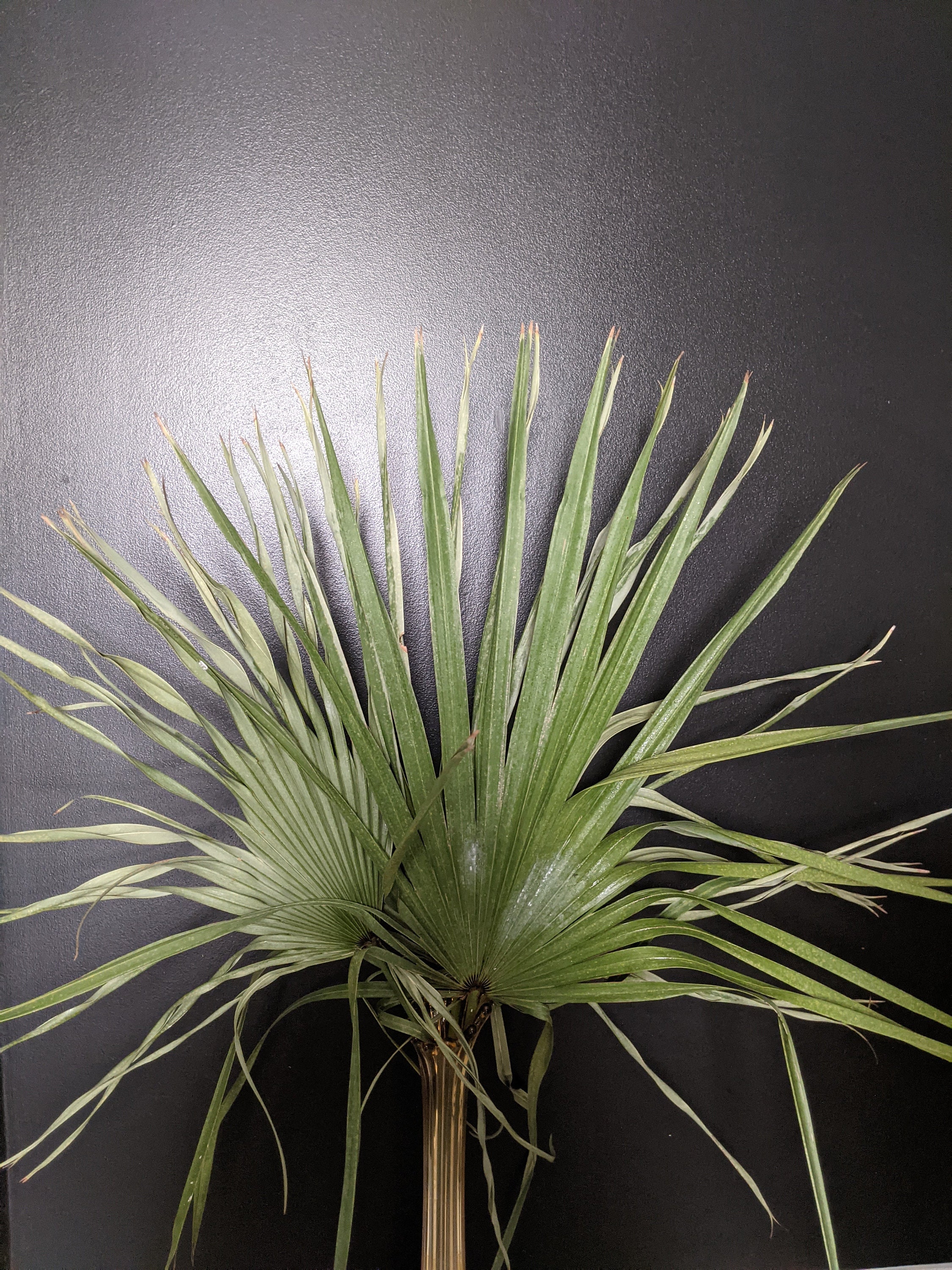 3 Dried Cut Palmetto Leaves | Etsy