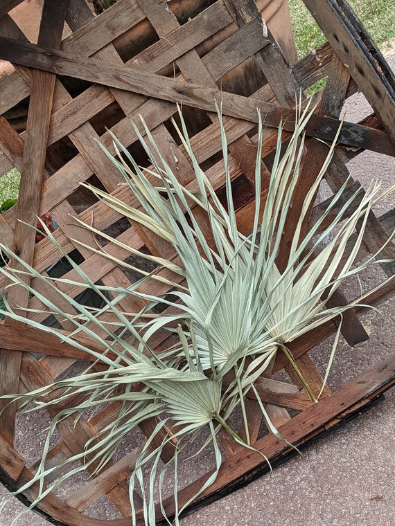 3 Dried Cut Palmetto Leaves - Etsy