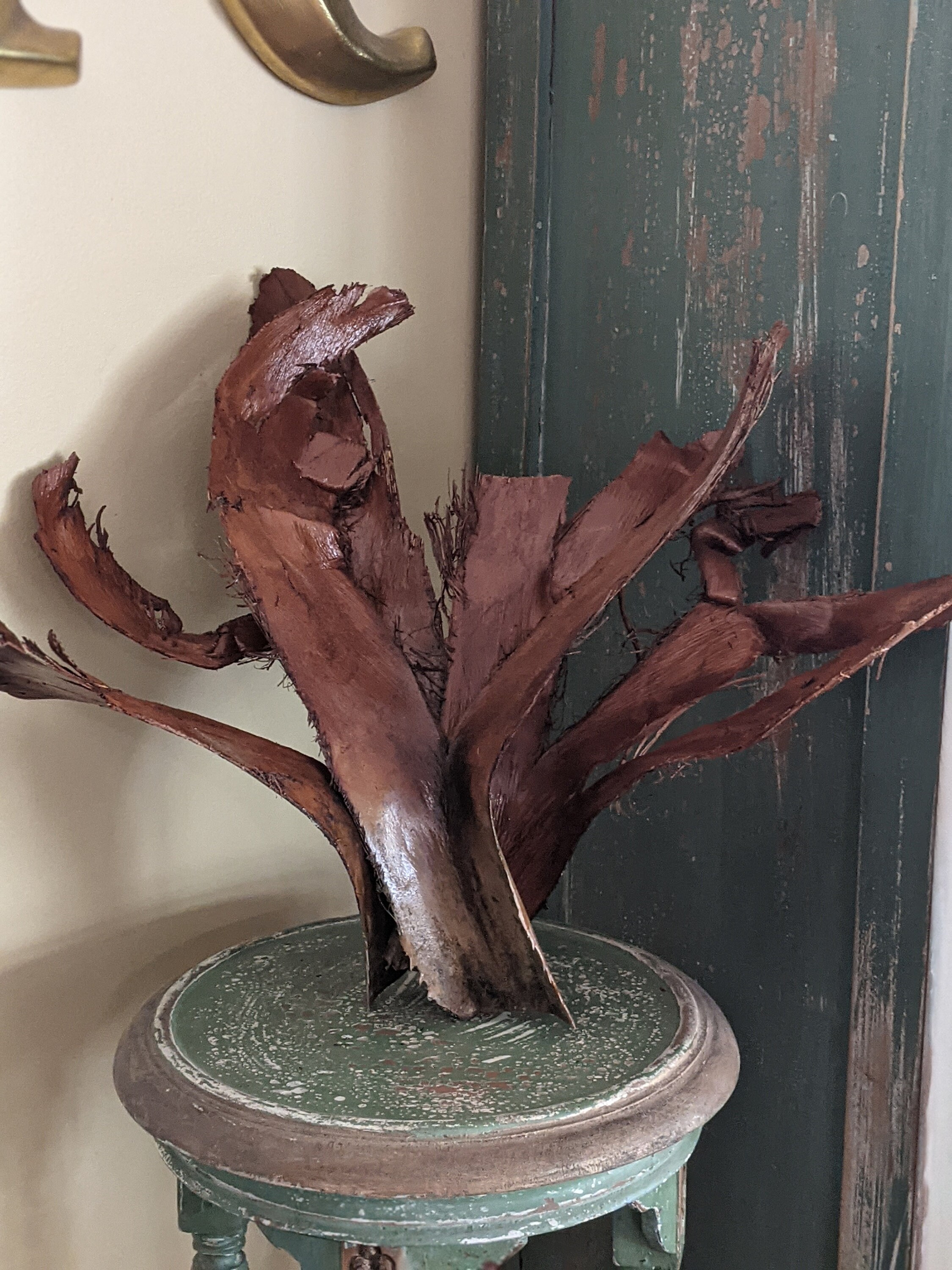 Palm Tree Bark/husk...not for Isopods - Etsy