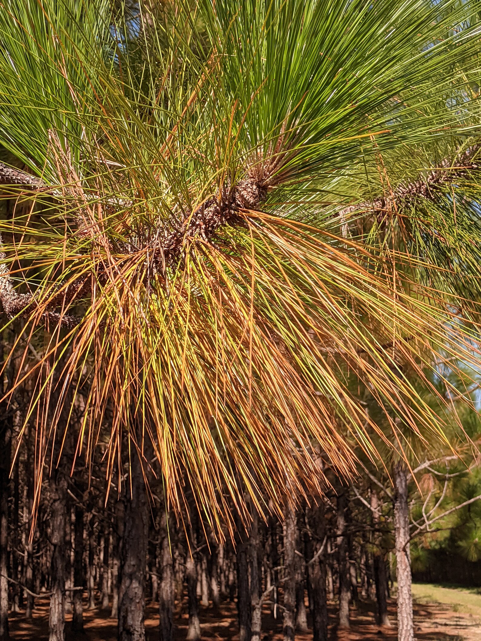 1 Pound Dark Green Georgia Long Leaf 12 + Inches Basket Weaving Grouds ...