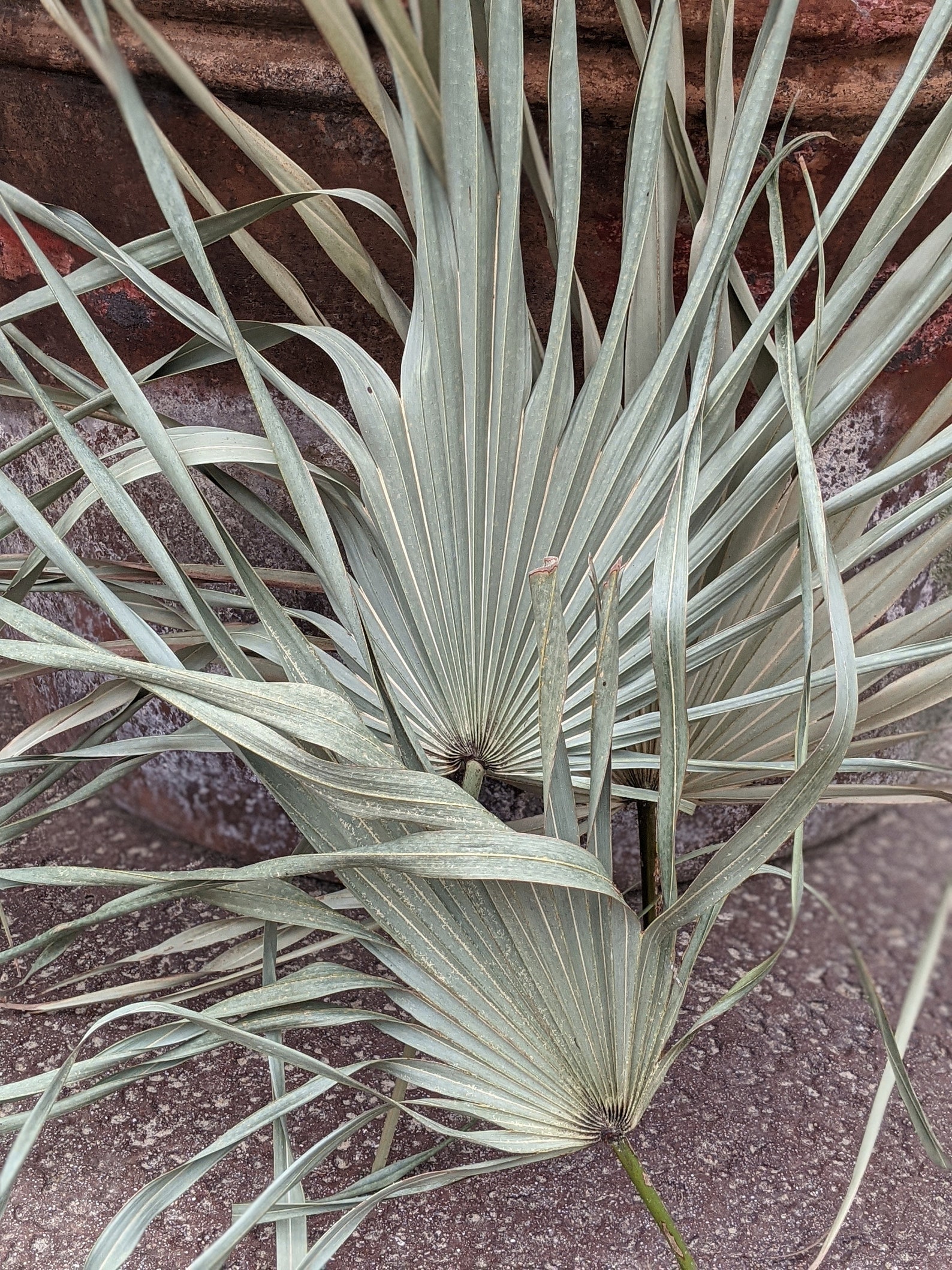 3 Dried Cut Palmetto Leaves | Etsy