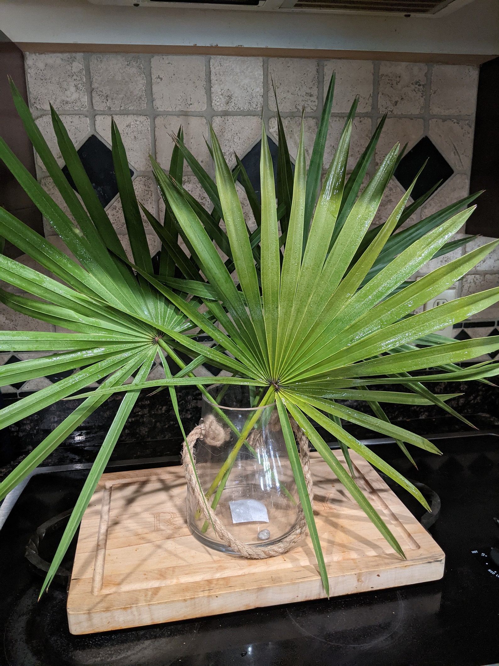 3 Dried Cut Palmetto Leaves | Etsy