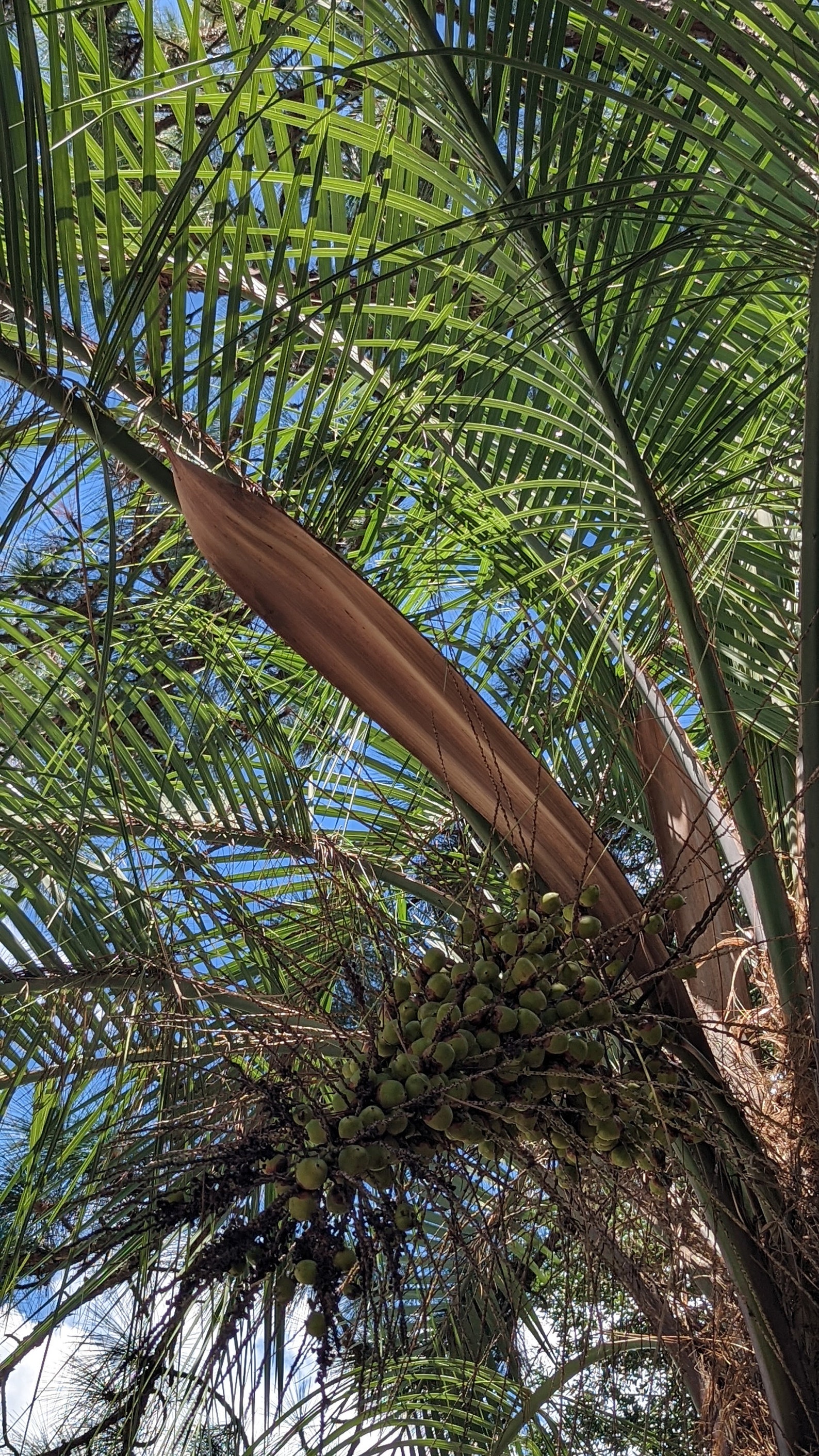 Palm Tree Seed Pod - Etsy