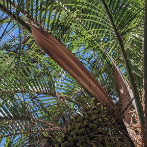 Palm Tree Seed Pod - Etsy