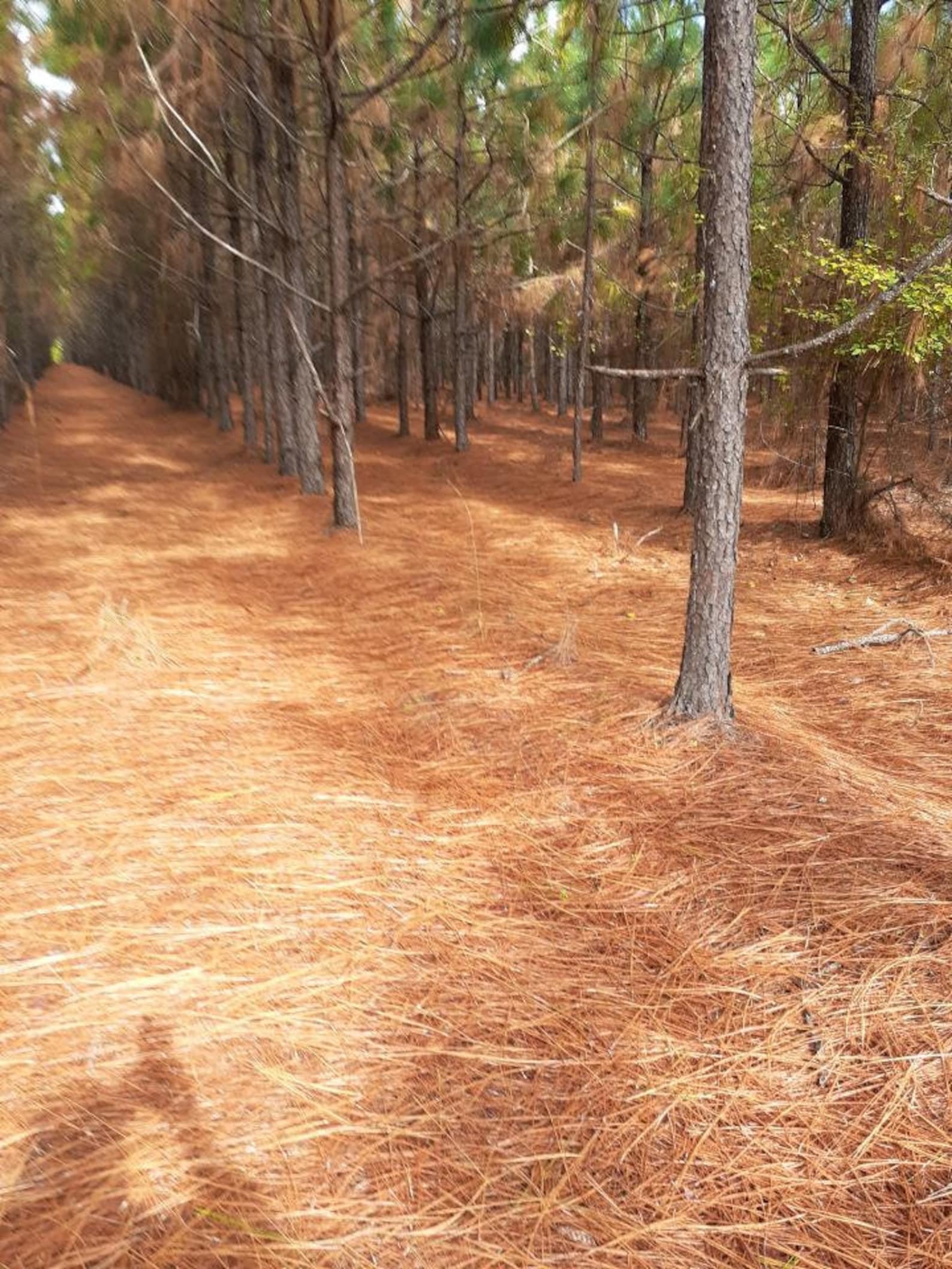 1 Pound South Georgia Pine Needle/straw Slightly Glycerin | Etsy