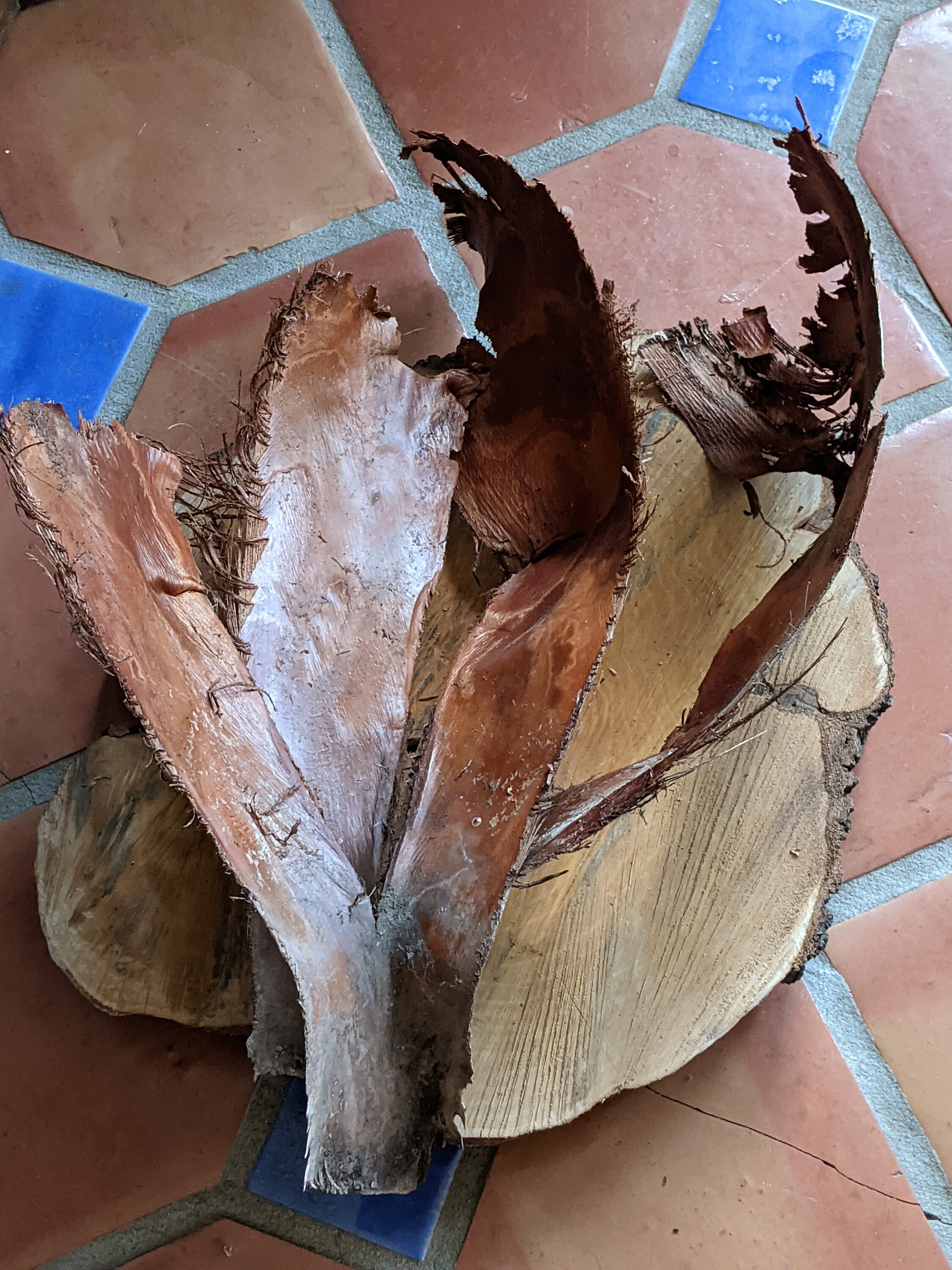Palm Tree Bark/husk...not for Isopods - Etsy