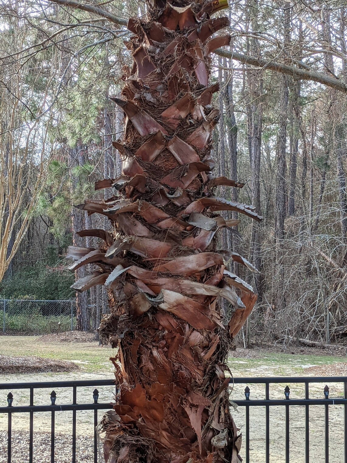 Palm Tree Bark/husk...not for Isopods | Etsy