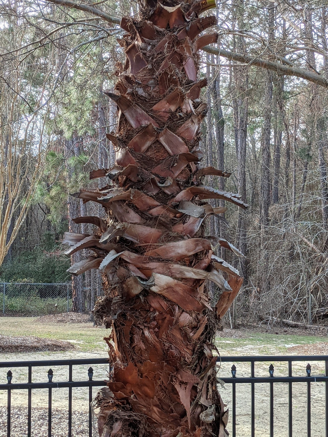 Palm Tree Bark/husk...not for Isopods | Etsy