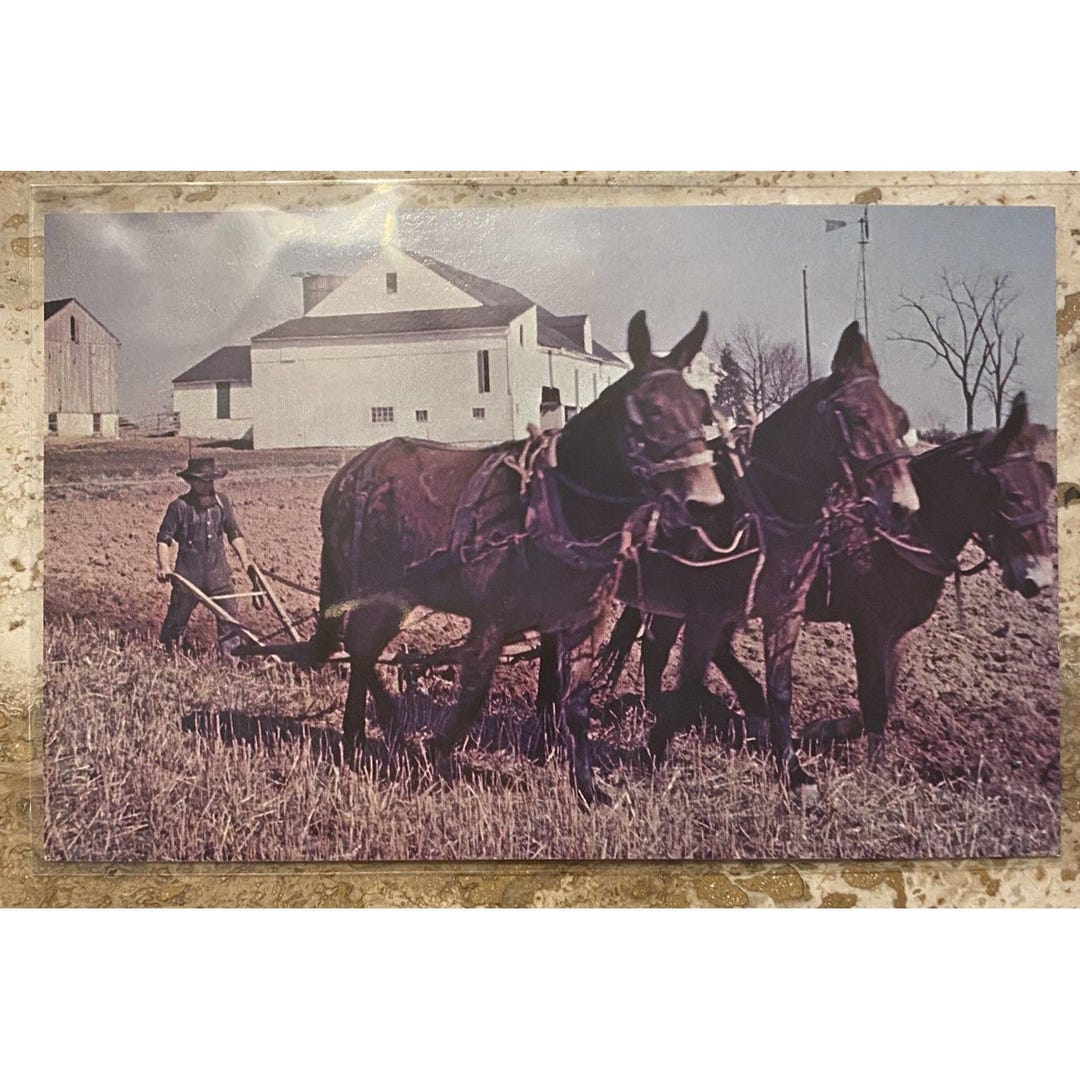 Leb Wohl! From Pa. Dutch Country Vintage Postcard Amish Man Plowing ...