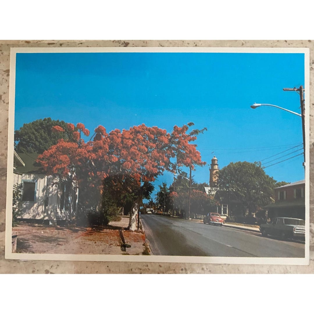 Vintage Florida Keys Postcard Royal Poincianas Whitehead Street ...