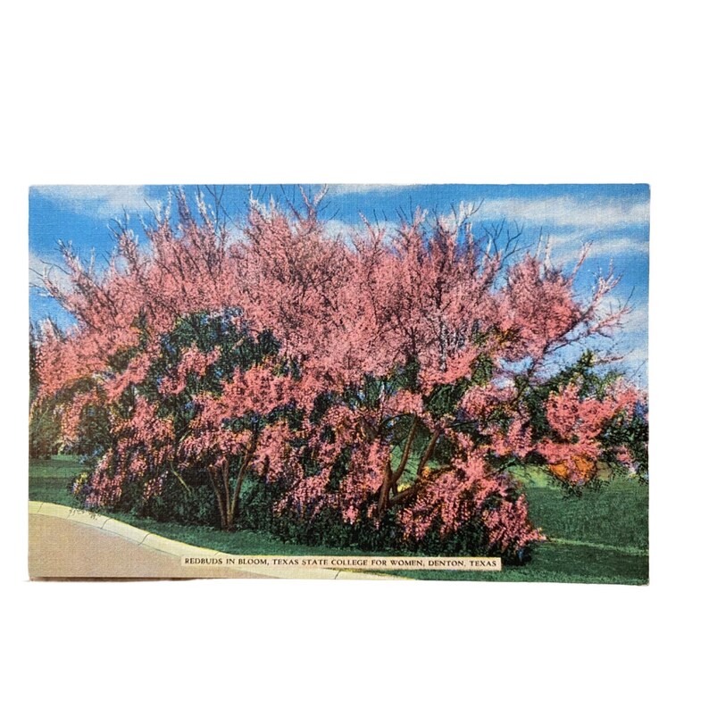 Vintage Postcard of Redbuds in Bloom Texas State College for Women ...
