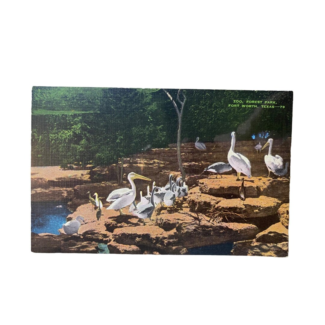 Vintage Postcard Zoo Forest Park Fort Worth Texas 79 Pelicans Birds ...