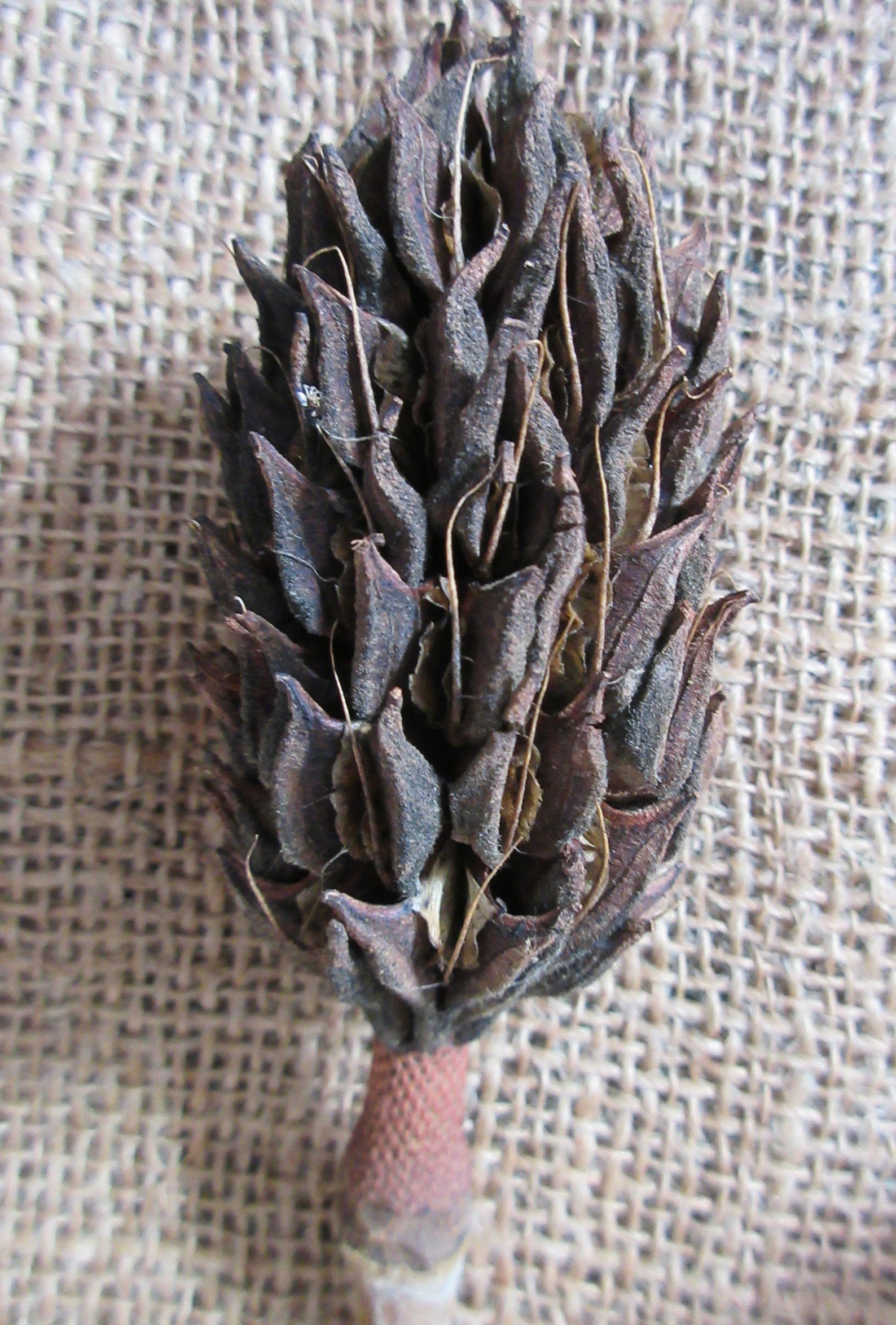 Dried Magnolia Seed Cones, Magnolia Seed Pods, Magnolia Follicles ...