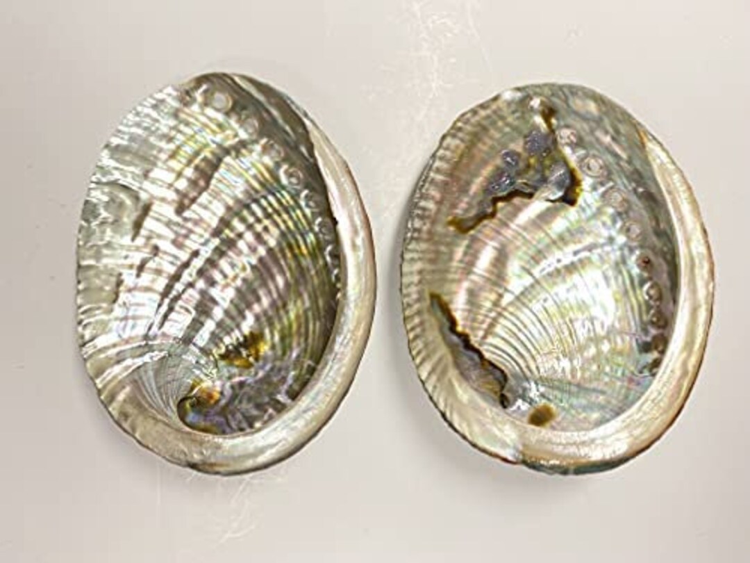 GREEN Abalone Shell, Large Smudging Shell, Smoke Cleansing Shell - Etsy