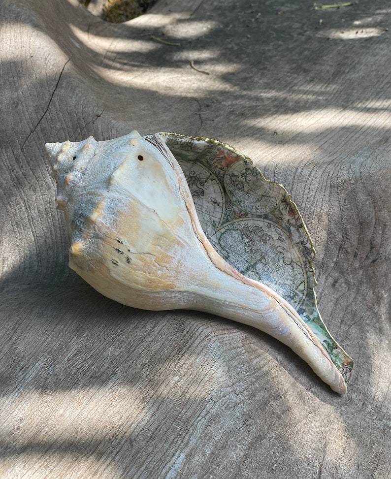 Conch Shell Vintage Maps Old Nautical Maps Nautical - Etsy