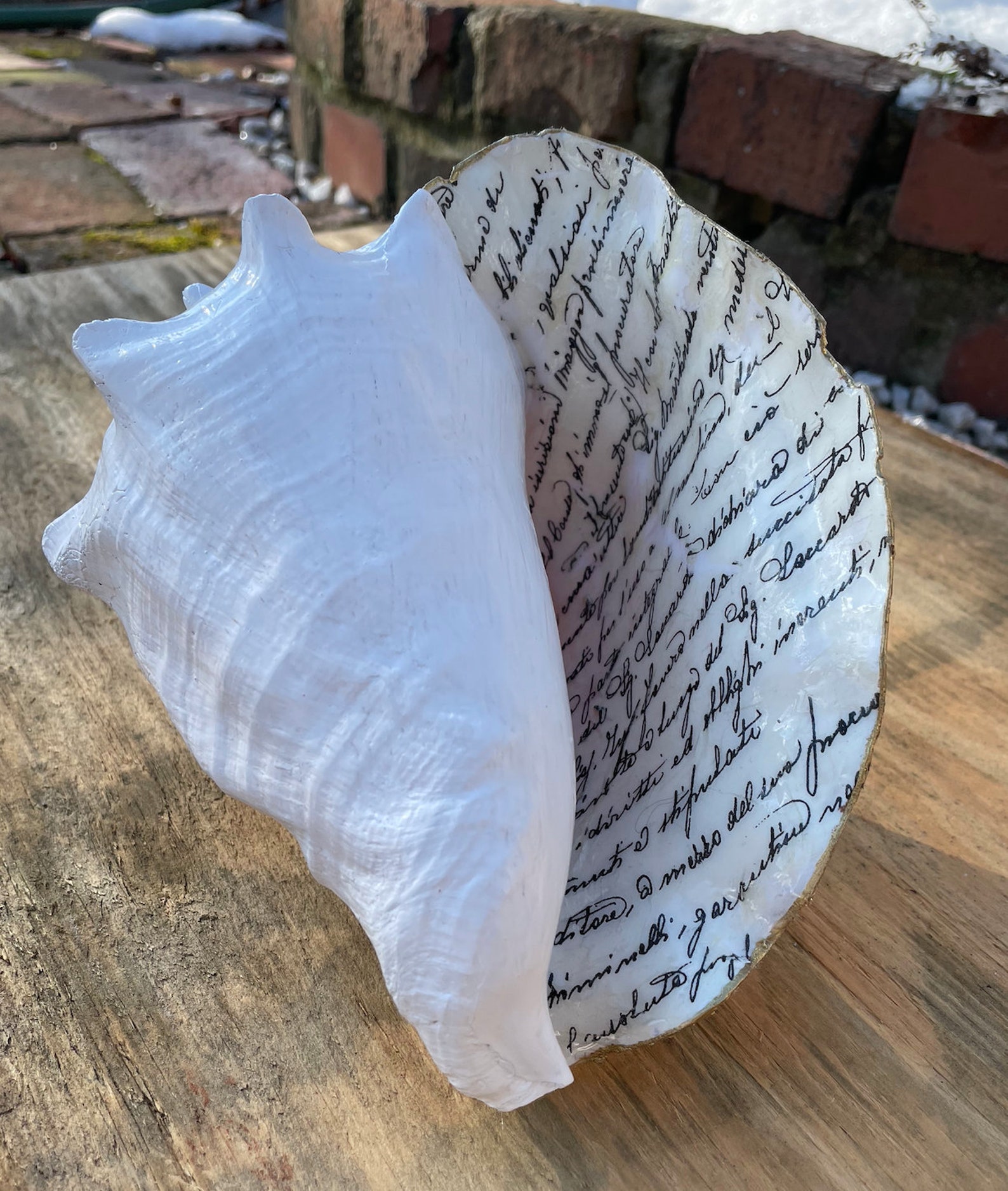 Conch Shell Black and White Room Decor Home Decor - Etsy