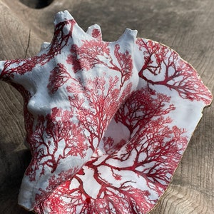 Conch Shell, Red Coral, Decoupage Shell, Home Decor, Housewarming Gift ...