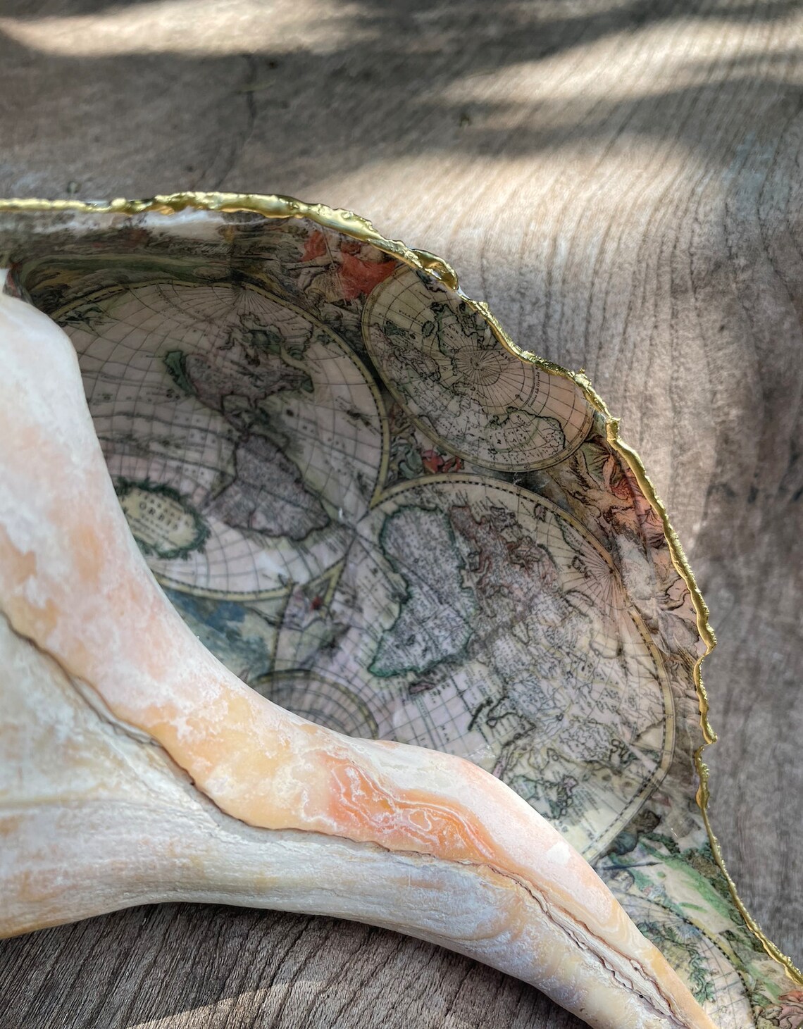 Conch Shell Vintage Maps Old Nautical Maps Nautical - Etsy