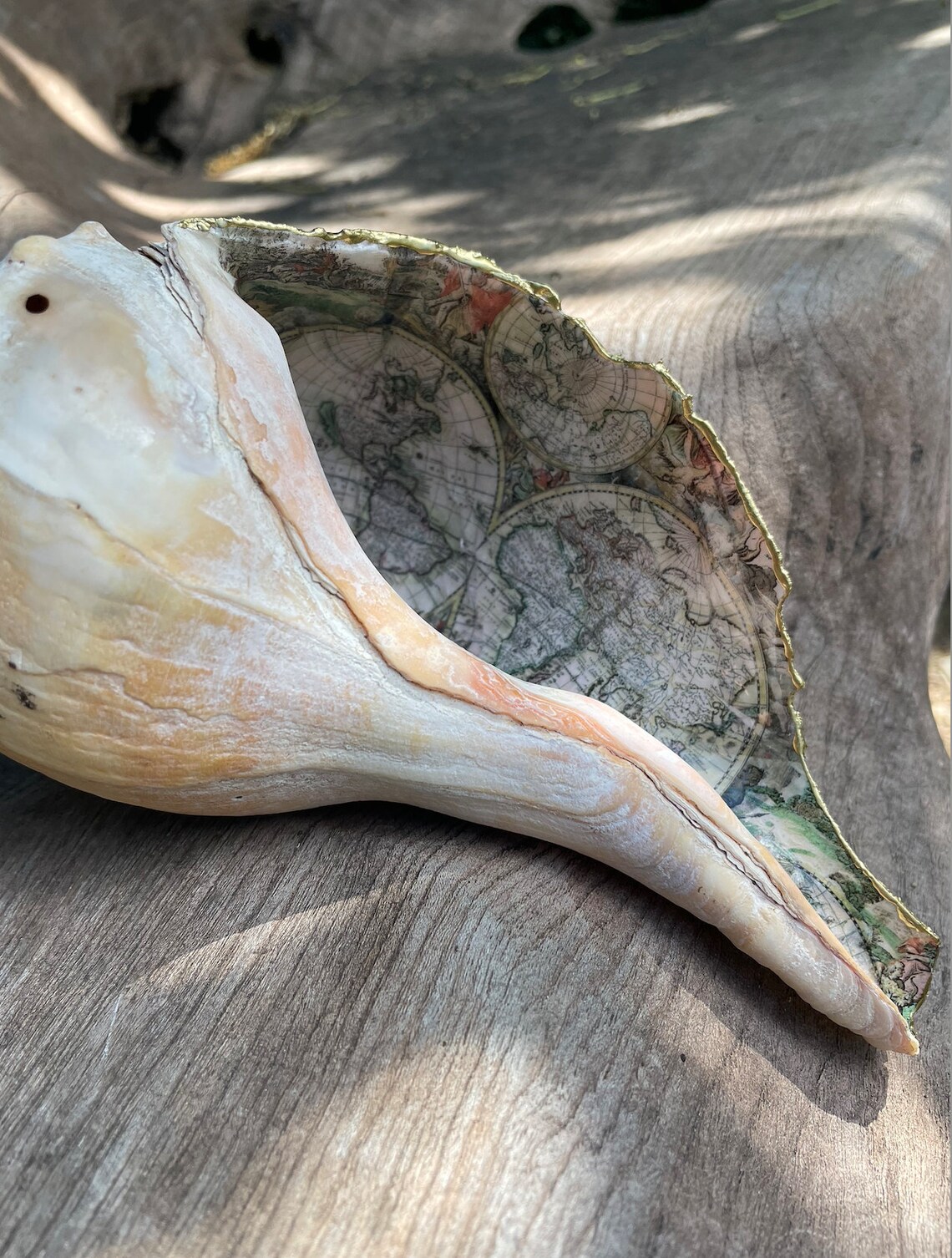 Conch Shell Vintage Maps Old Nautical Maps Nautical - Etsy