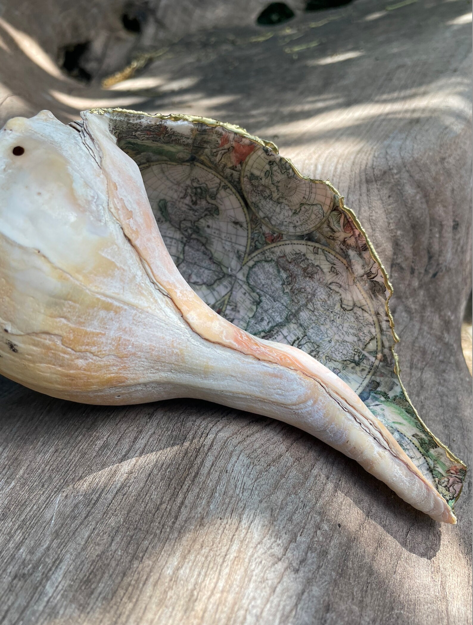 Conch Shell Vintage Maps Old Nautical Maps Nautical - Etsy