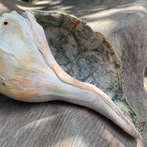 Conch Shell, Vintage Maps, Old Nautical Maps, Nautical, Coastal Home ...