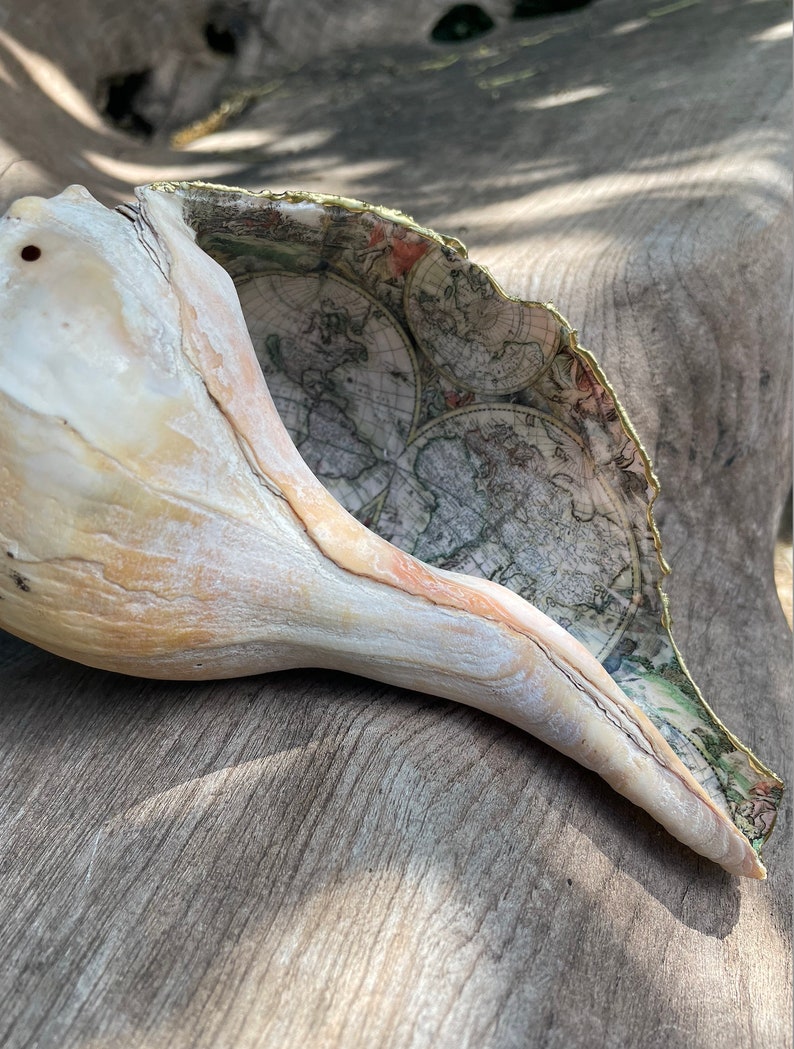 Conch Shell Vintage Maps Old Nautical Maps Nautical - Etsy