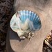Giant Scallop Shell, XL Scallop Shell, Mermaid, Water Nymph, Ocean, Sea ...