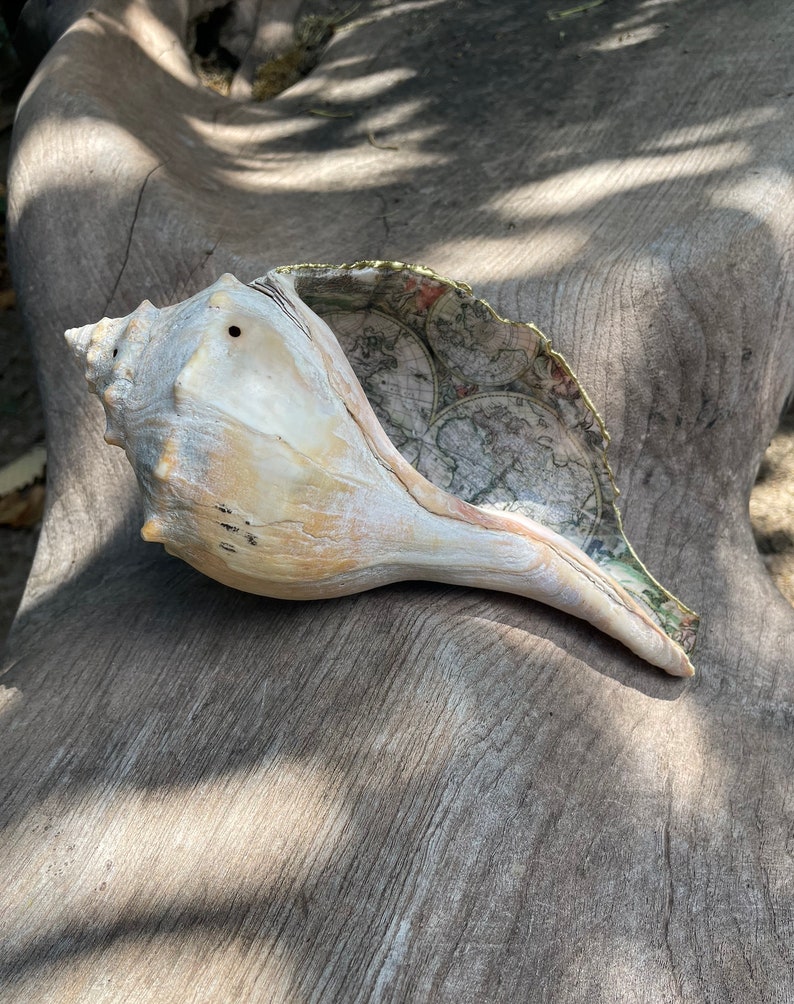 Conch Shell Vintage Maps Old Nautical Maps Nautical - Etsy