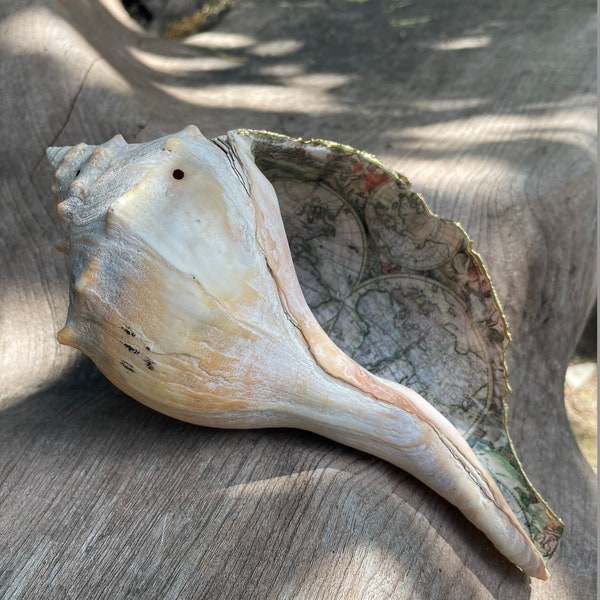 Conch Shell Art - Etsy