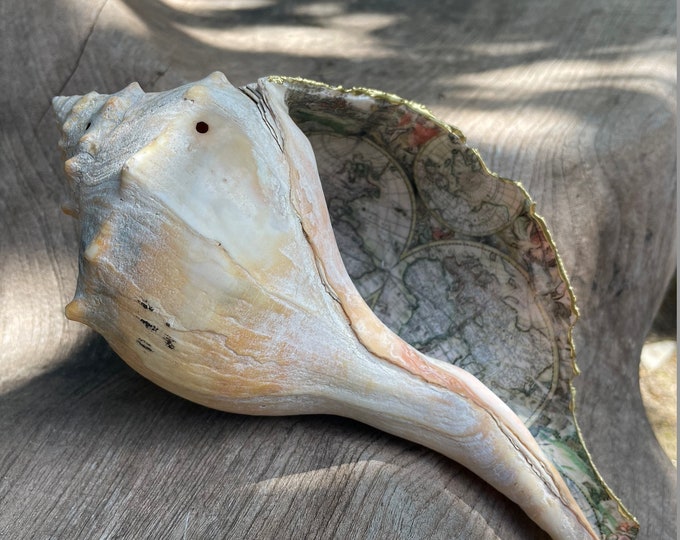 Conch Shell, Vintage Maps, Old Nautical Maps, Nautical, Coastal Home ...