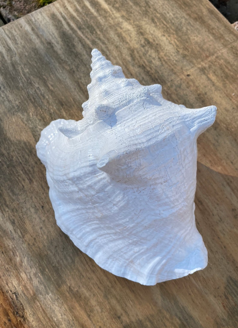 Conch Shell Black and White Room Decor Home Decor - Etsy