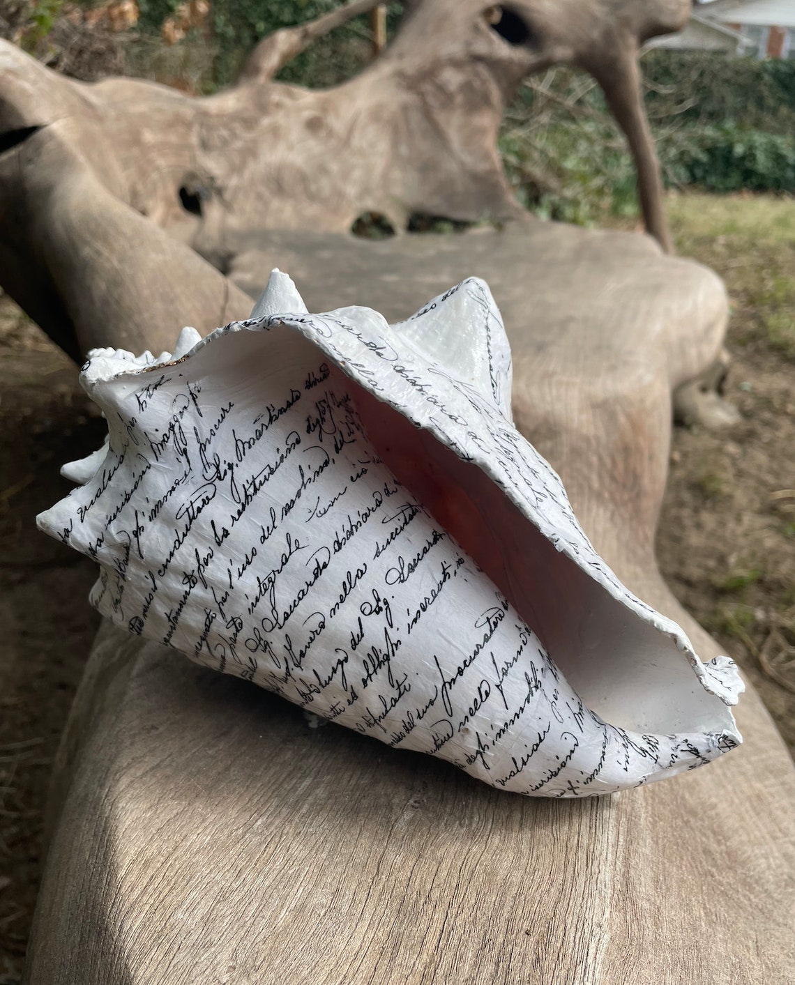 Conch Shell Black and White Room Decor Home Decor - Etsy