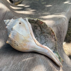 Conch Shell, Vintage Maps, Old Nautical Maps, Nautical, Coastal Home Decor, Coastal Decor, Home ...