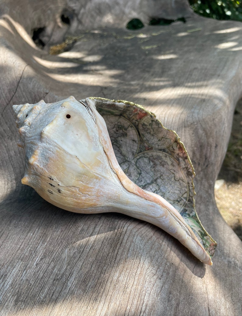 Conch Shell Vintage Maps Old Nautical Maps Nautical - Etsy