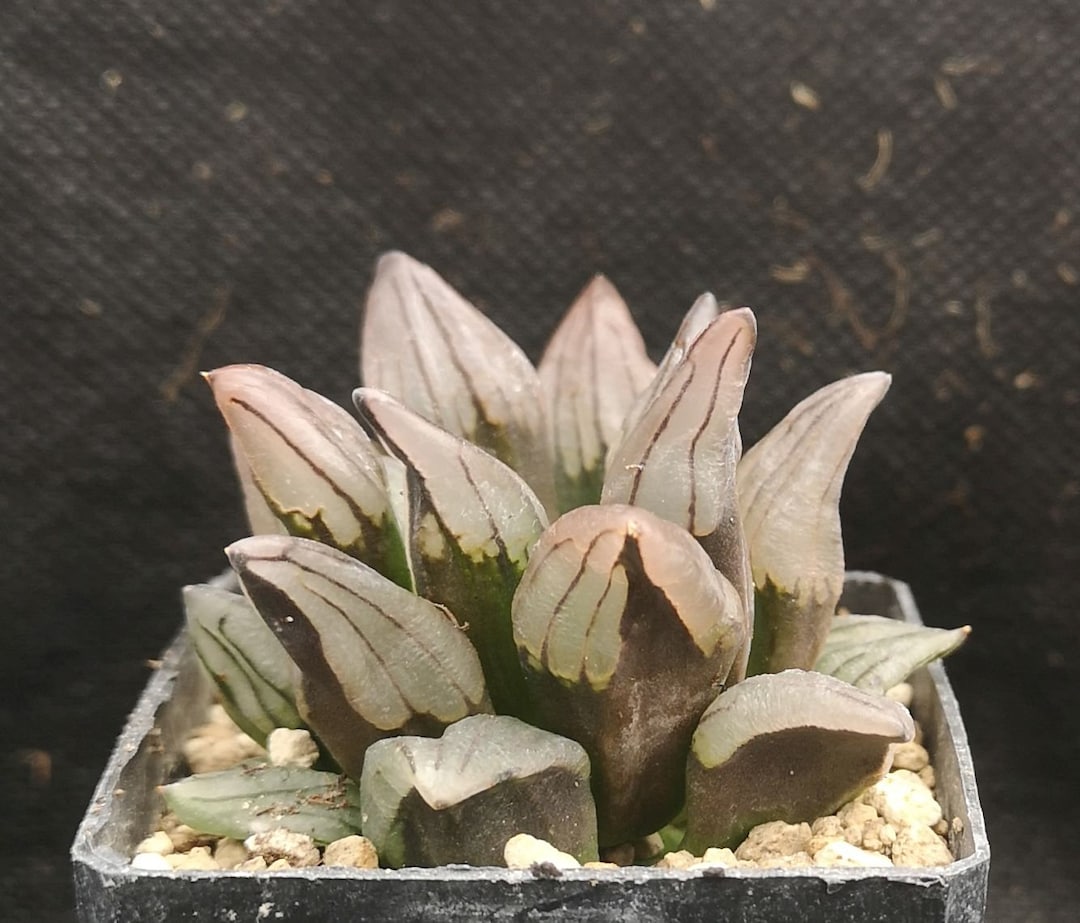 Haworthia Atrofusca 'WATERMELON MUTANT' ! Read Description! - Etsy