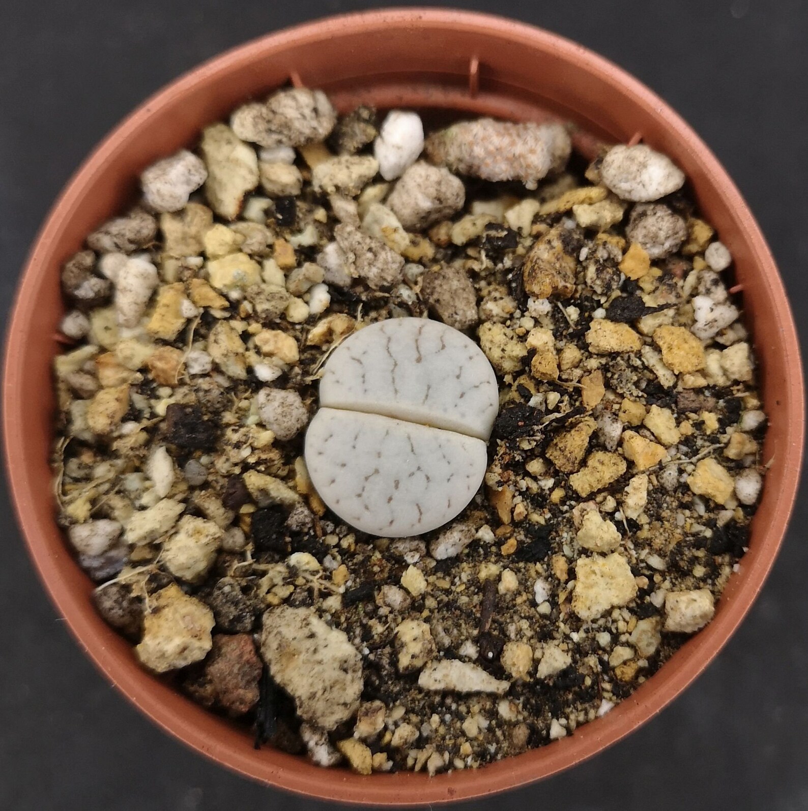 Lithops Gracilidelineata C261 - Etsy