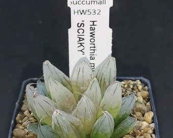 Taras i ogród - Etsy Polska