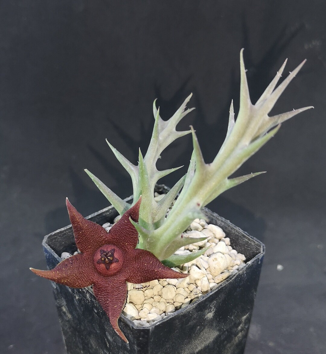 Orbea Woodii, Rarely Offered - Etsy